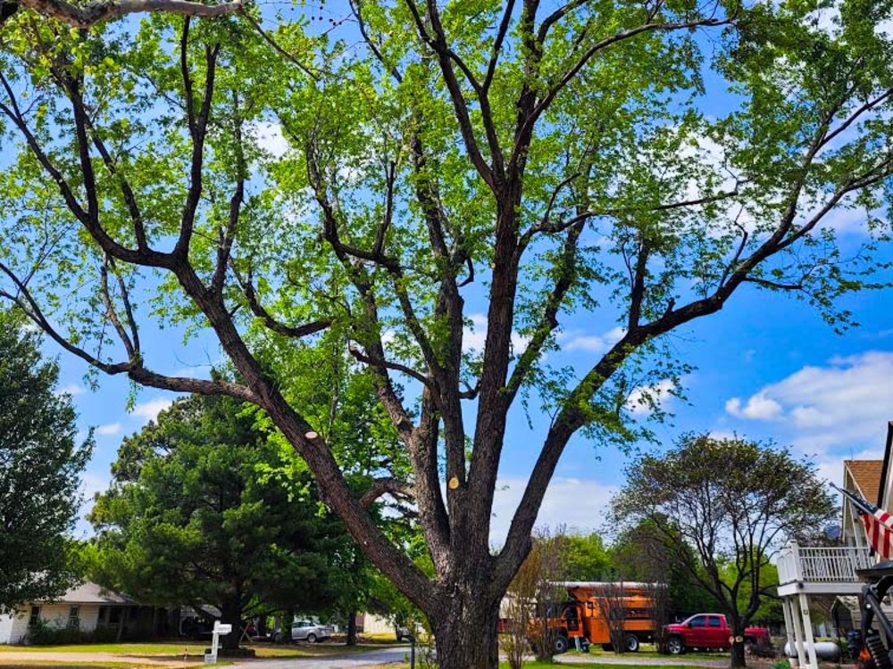 Insured Tree Removal - Checotah Tree Service